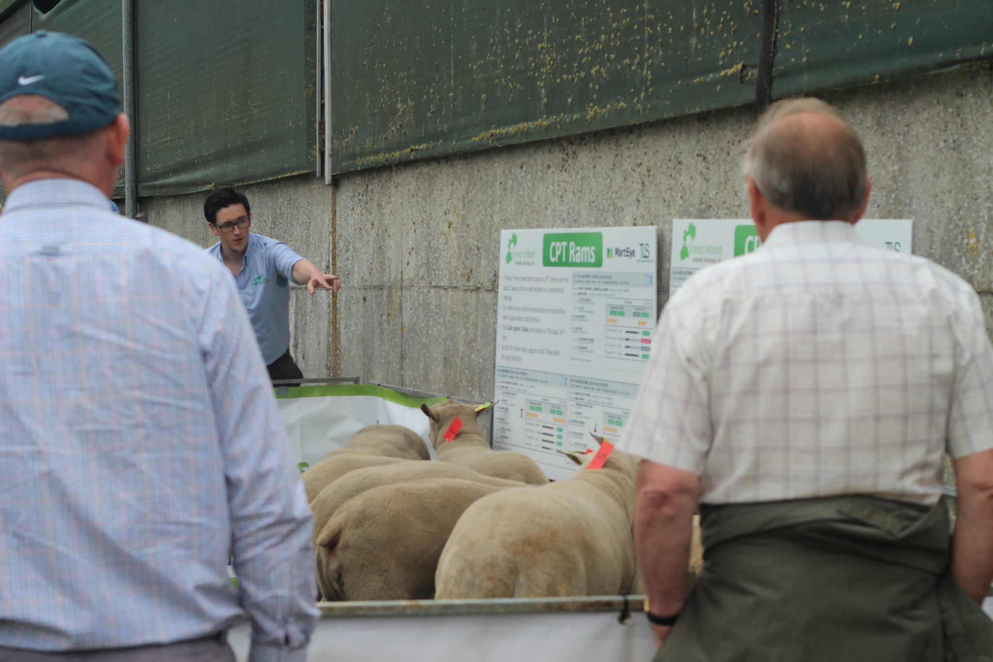 Home - Sheep Ireland