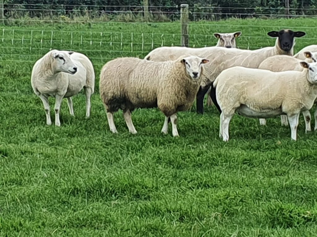 Home - Sheep Ireland