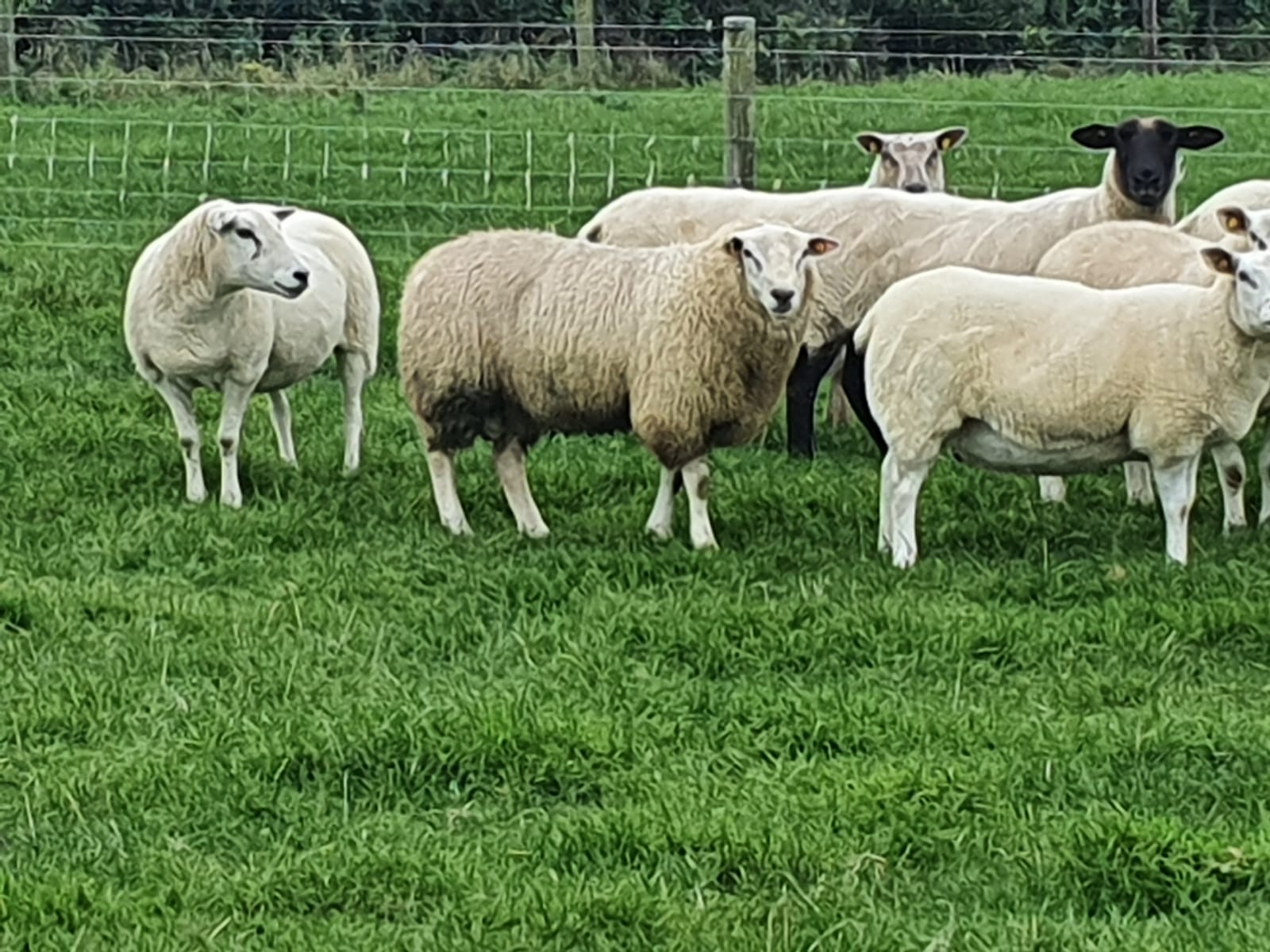 Home - Sheep Ireland