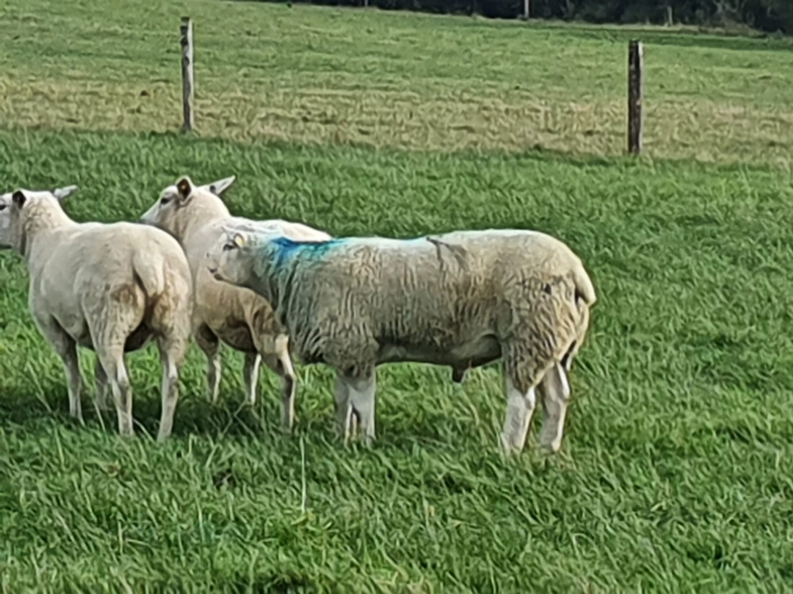 ROSCOMMON FIVESTAR– CPT Natural Mating 2022 team! - Sheep Ireland
