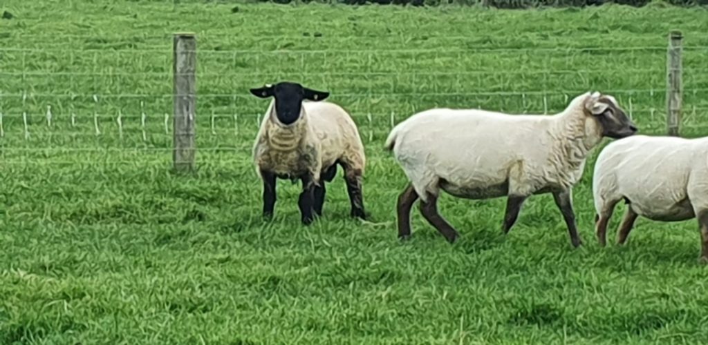KILBEG AESOP – CPT Natural Mating 2022 team! - Sheep Ireland