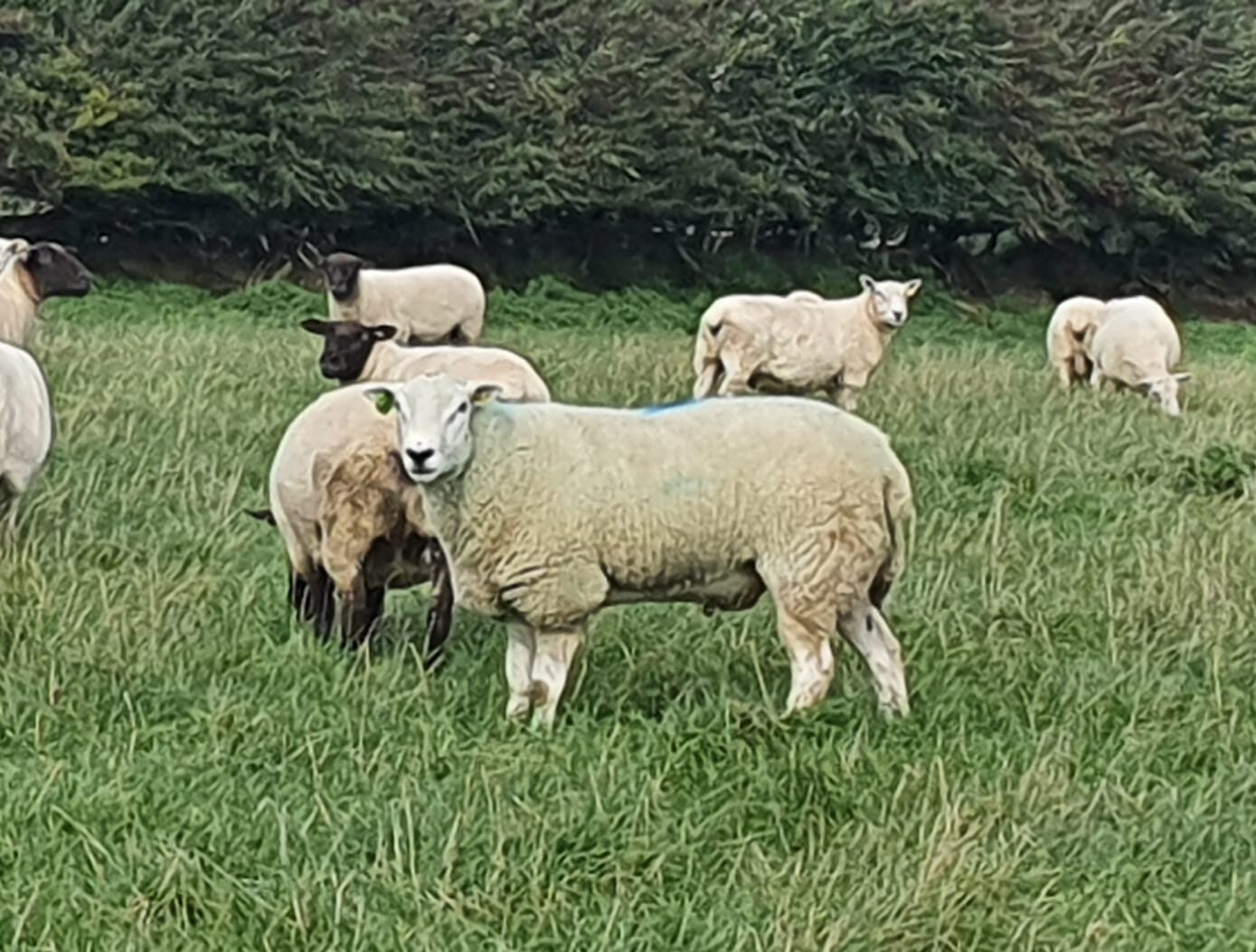CPT 2023 Natural Mating - Sheep Ireland