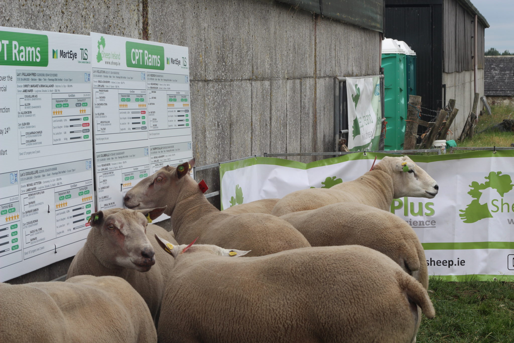 Home - Sheep Ireland