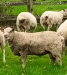 Home - Sheep Ireland