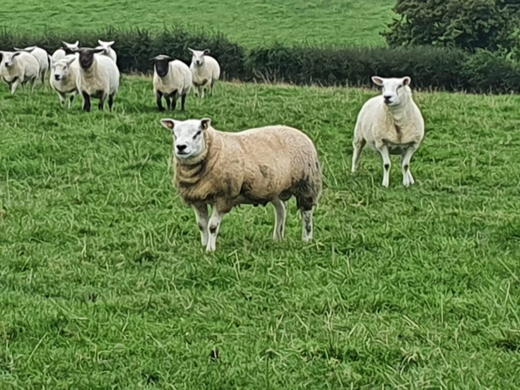 Home - Sheep Ireland