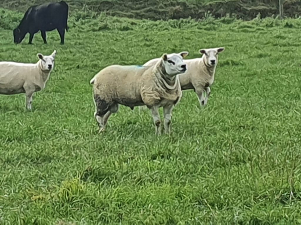 Home - Sheep Ireland