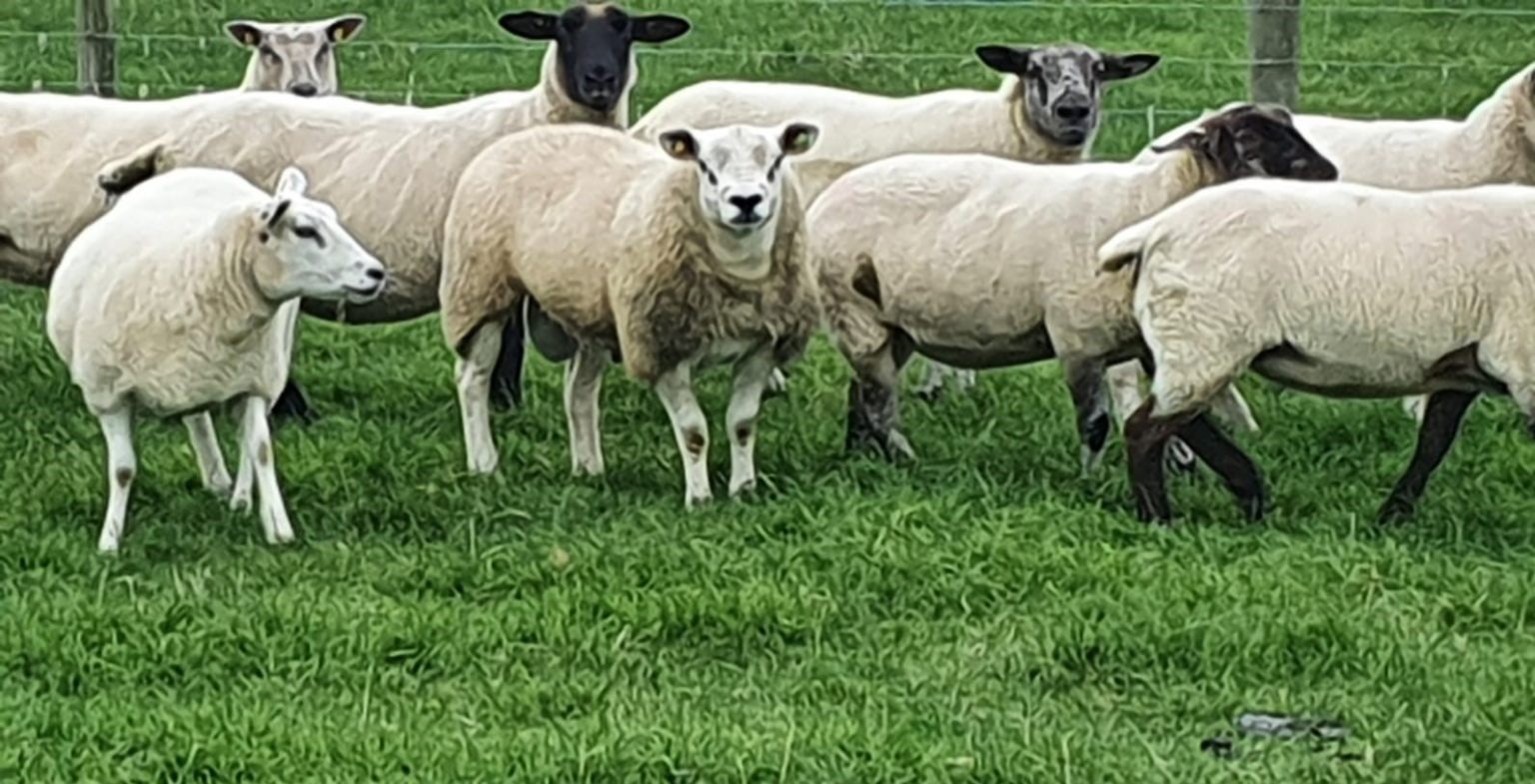 Home - Sheep Ireland