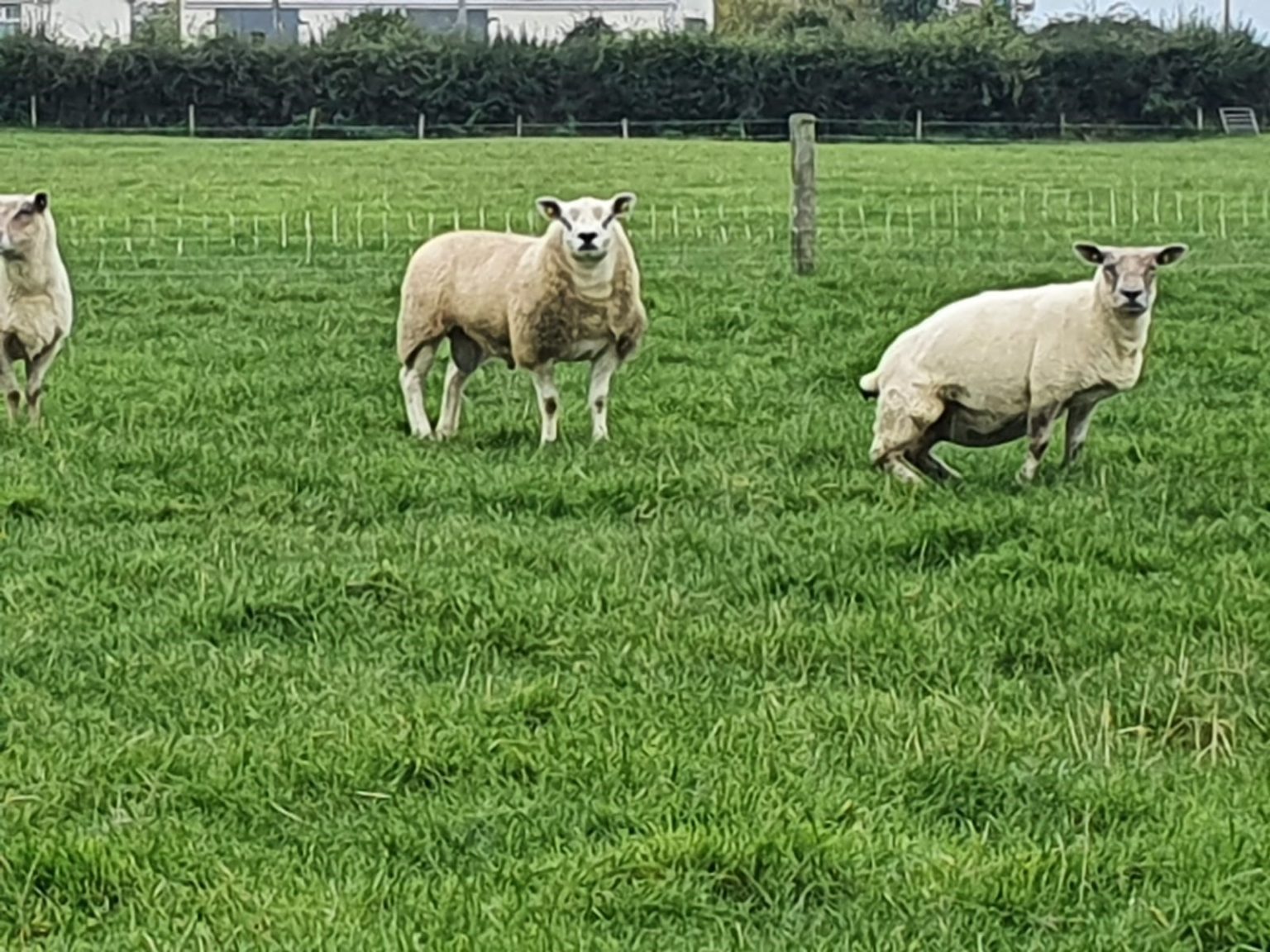 Home - Sheep Ireland