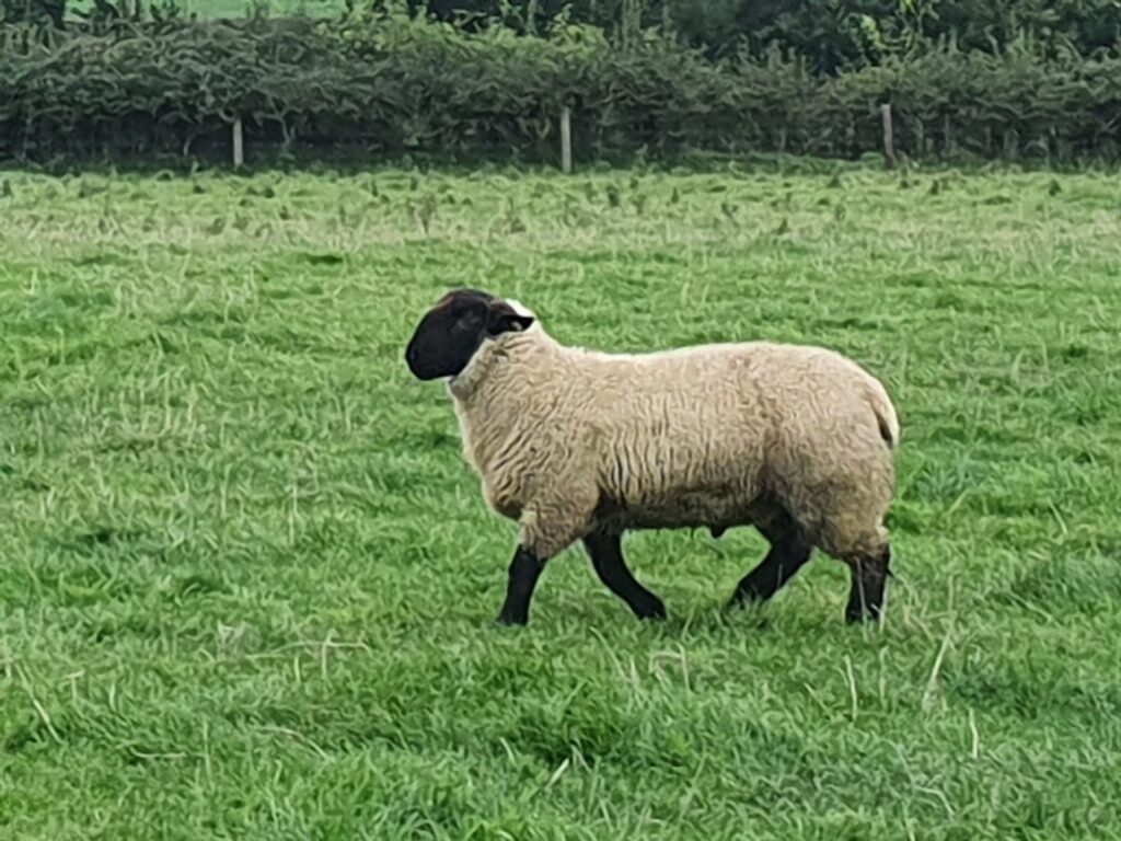 Home - Sheep Ireland