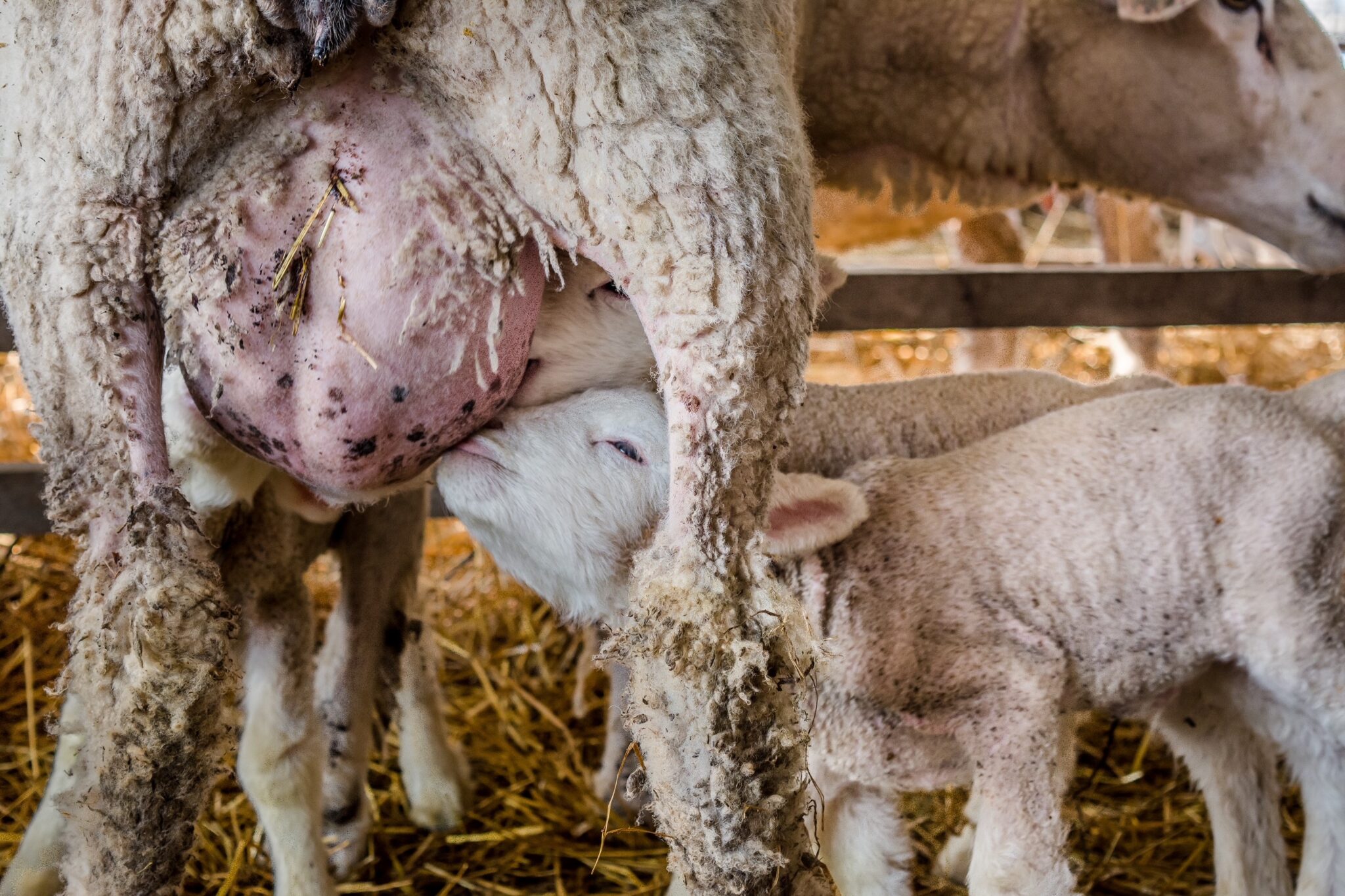 How do I score Mothering-ability and Ewe Milk ? - Sheep Ireland