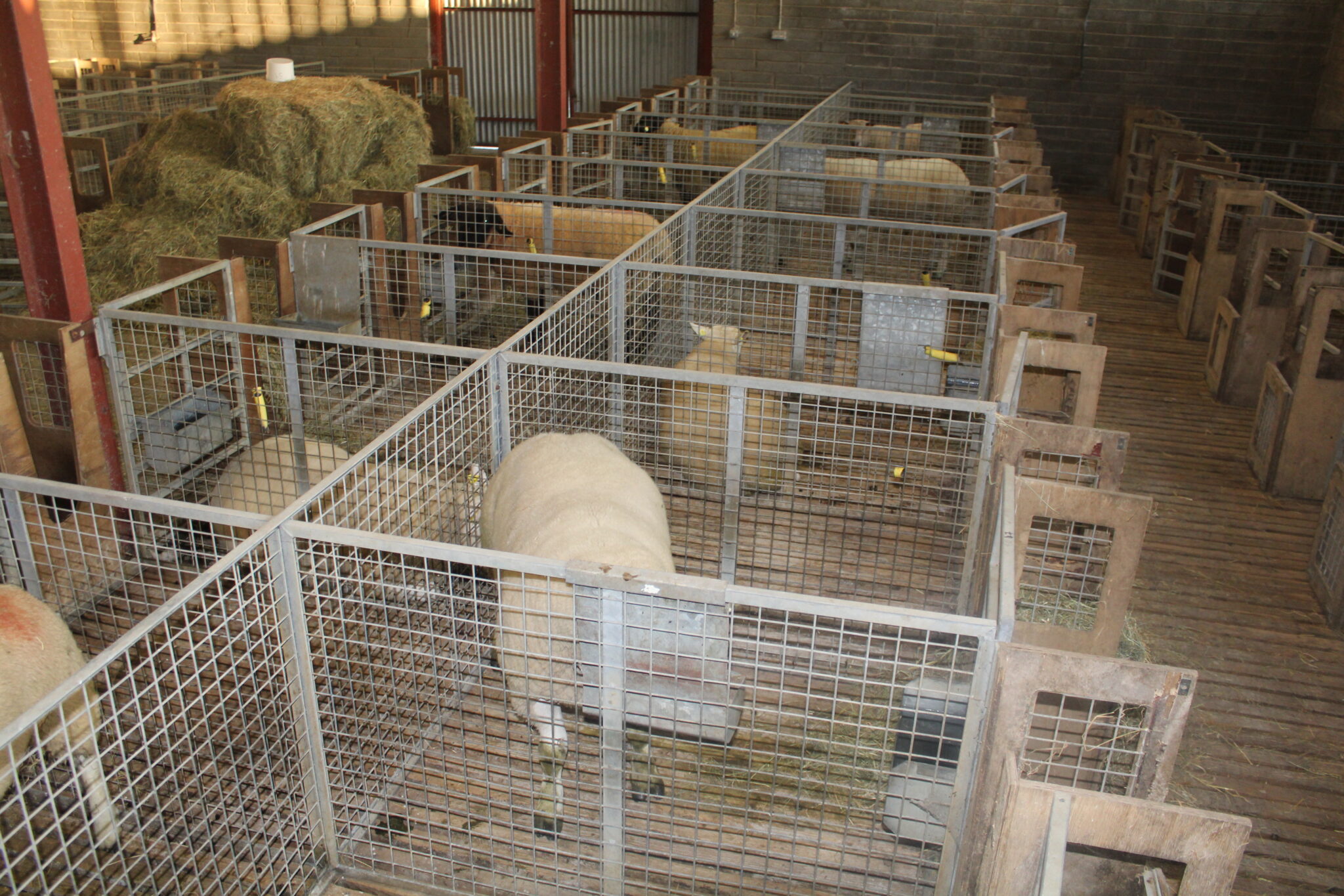 Home - Sheep Ireland