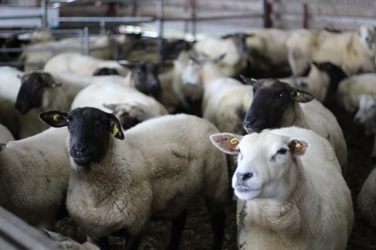 Home - Sheep Ireland