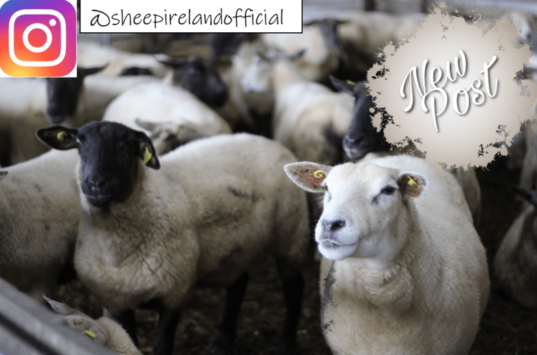 Follow Sheep Ireland's new Instagram page! - Sheep Ireland