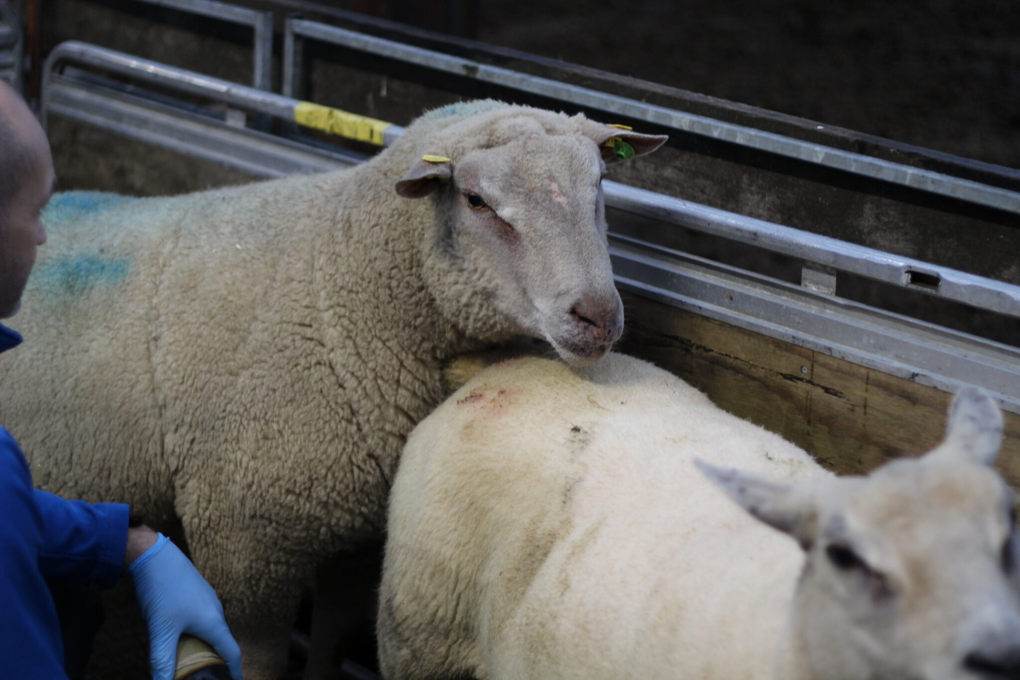 Home - Sheep Ireland