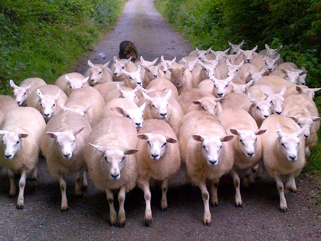 Home - Sheep Ireland