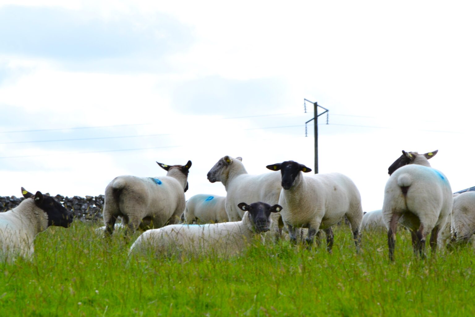 Home - Sheep Ireland
