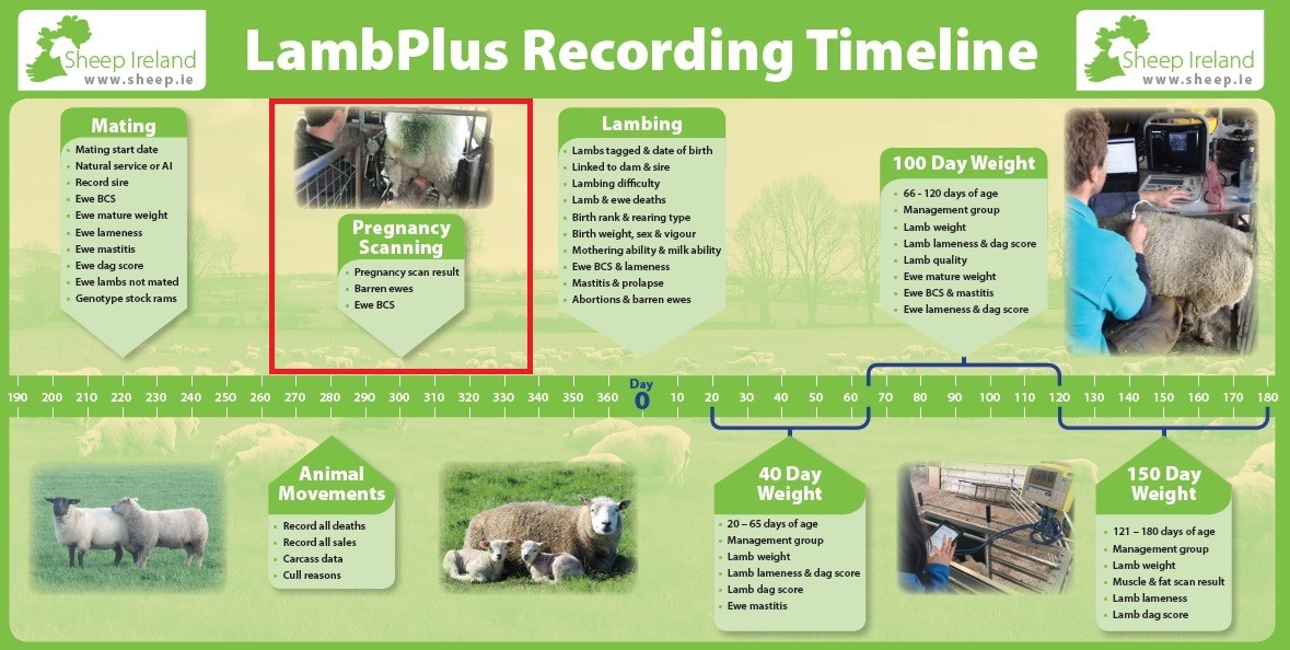Record pregnancy scanning - Sheep Ireland