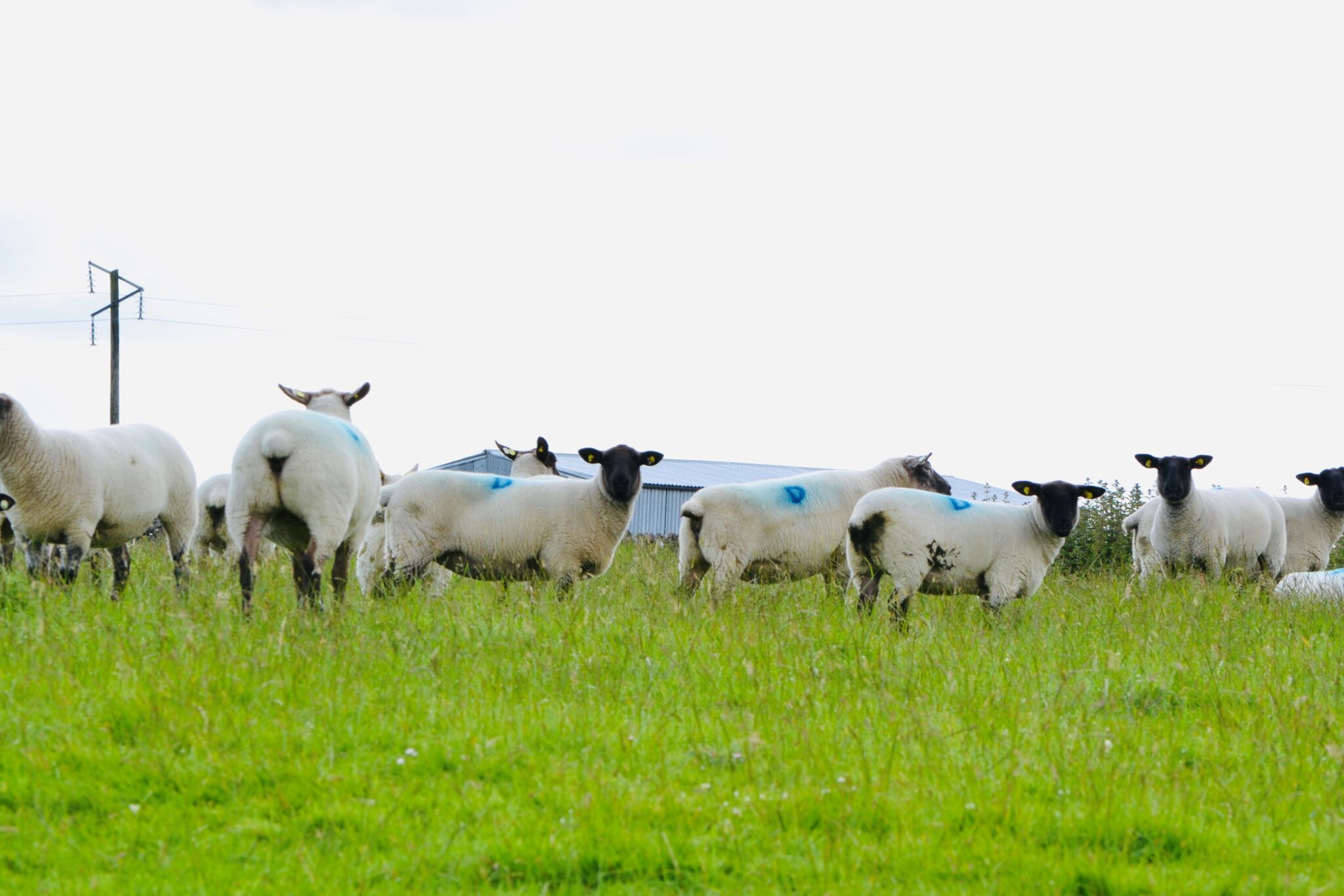 Home - Sheep Ireland