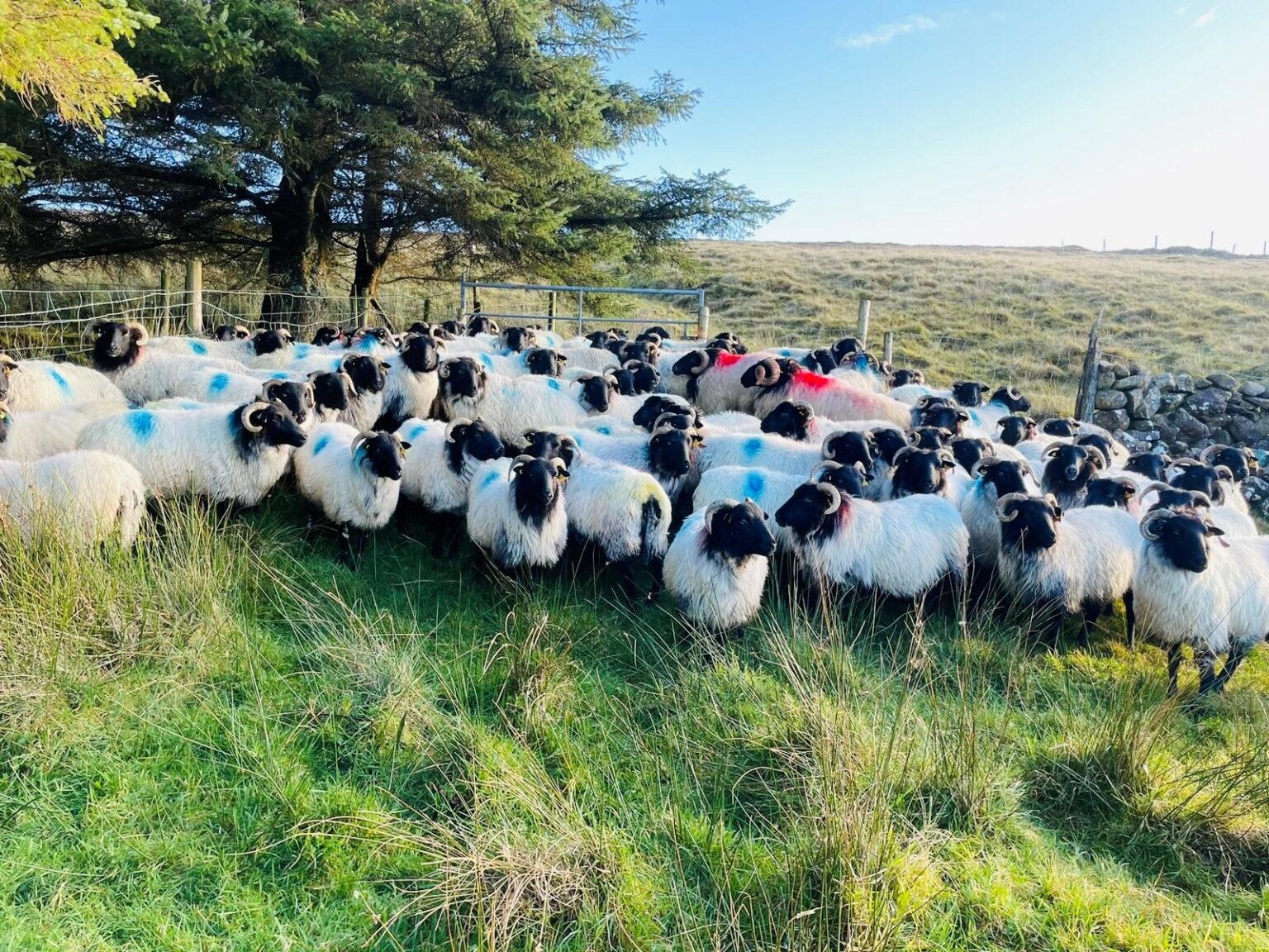 Hill Breeding Groups and ram genotyping - Sheep Ireland