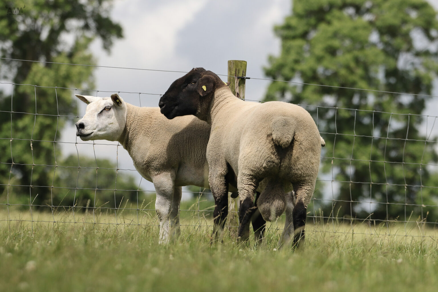 Home - Sheep Ireland