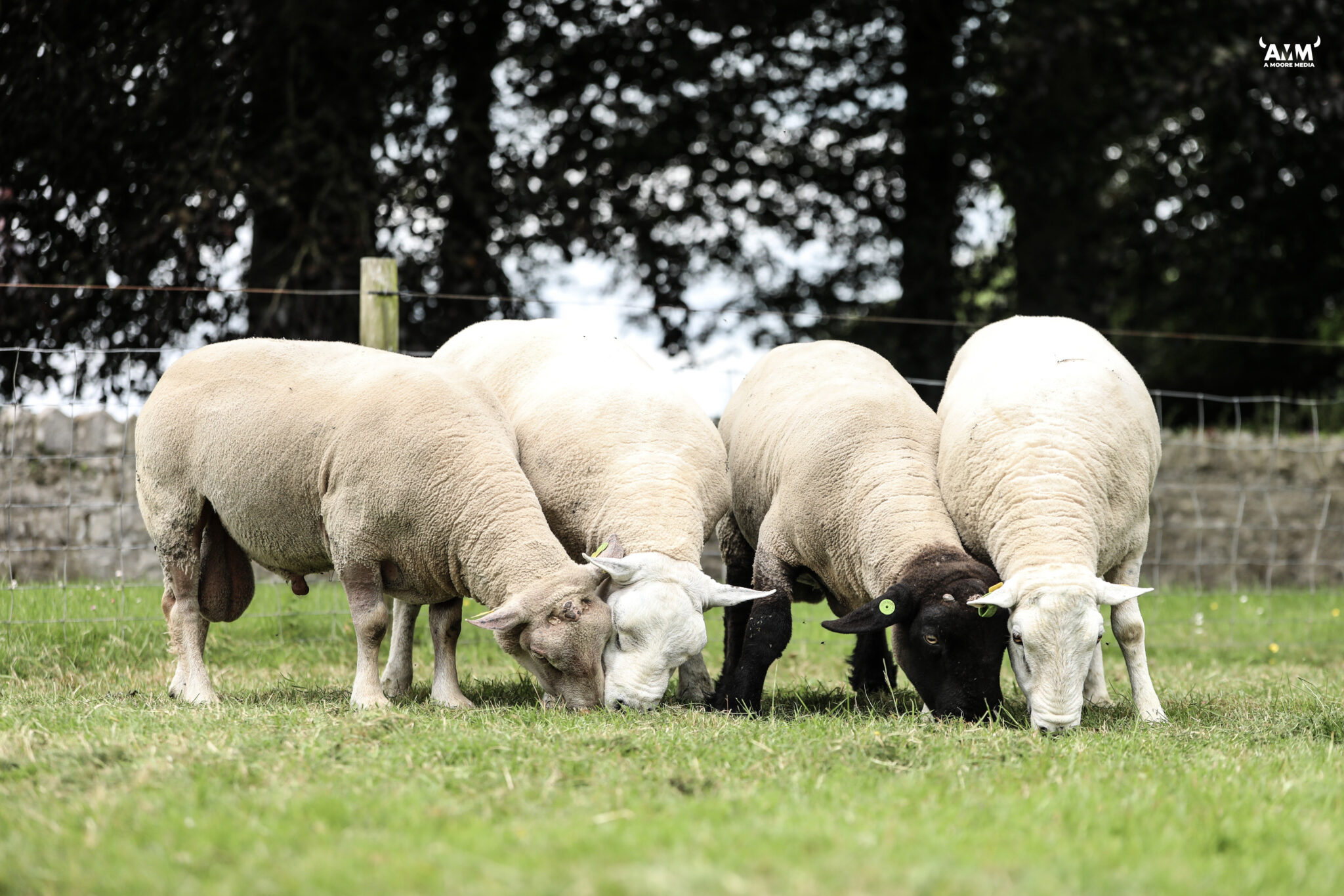 Home - Sheep Ireland