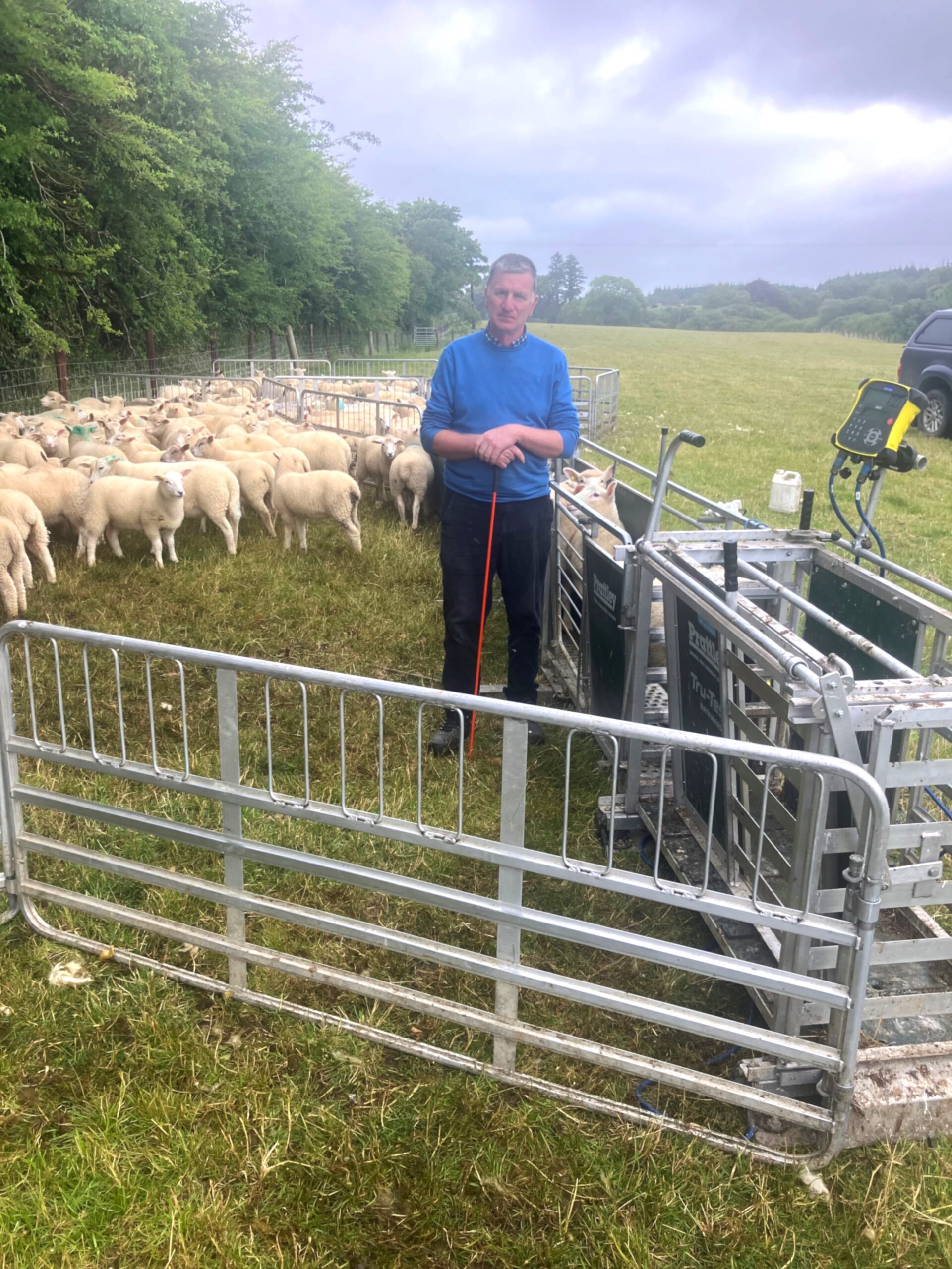 Sheep Ireland Guide & Directory of Breeders 2024 - Sheep Ireland