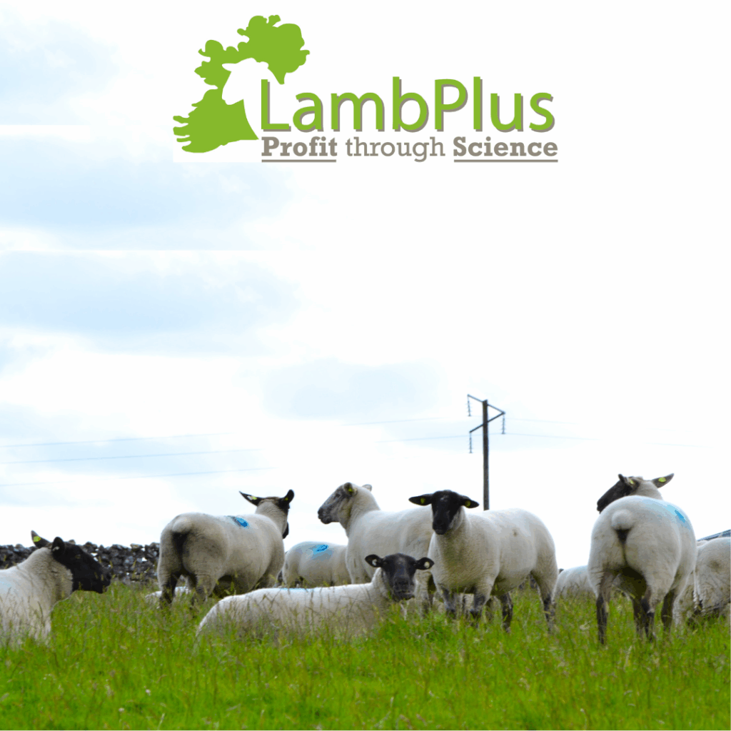 Home - Sheep Ireland