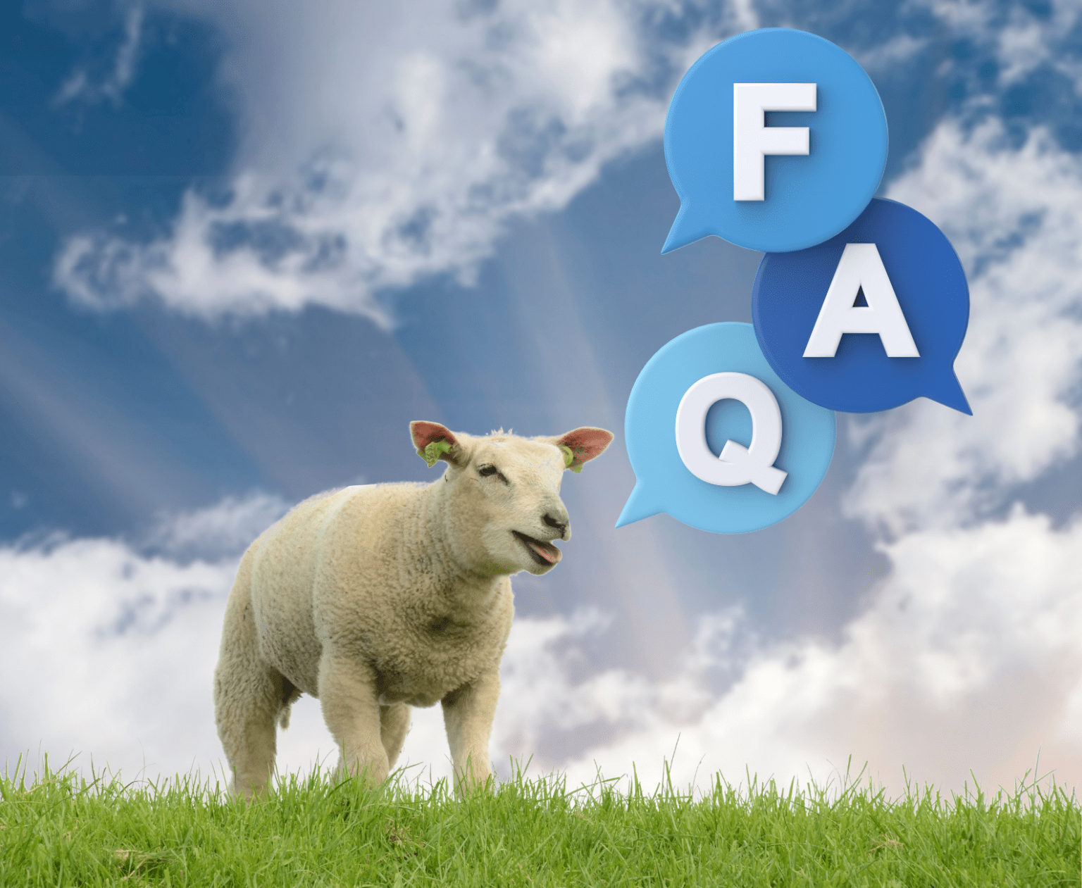 Sheep Ireland FAQ: Your Questions Answered - Sheep Ireland