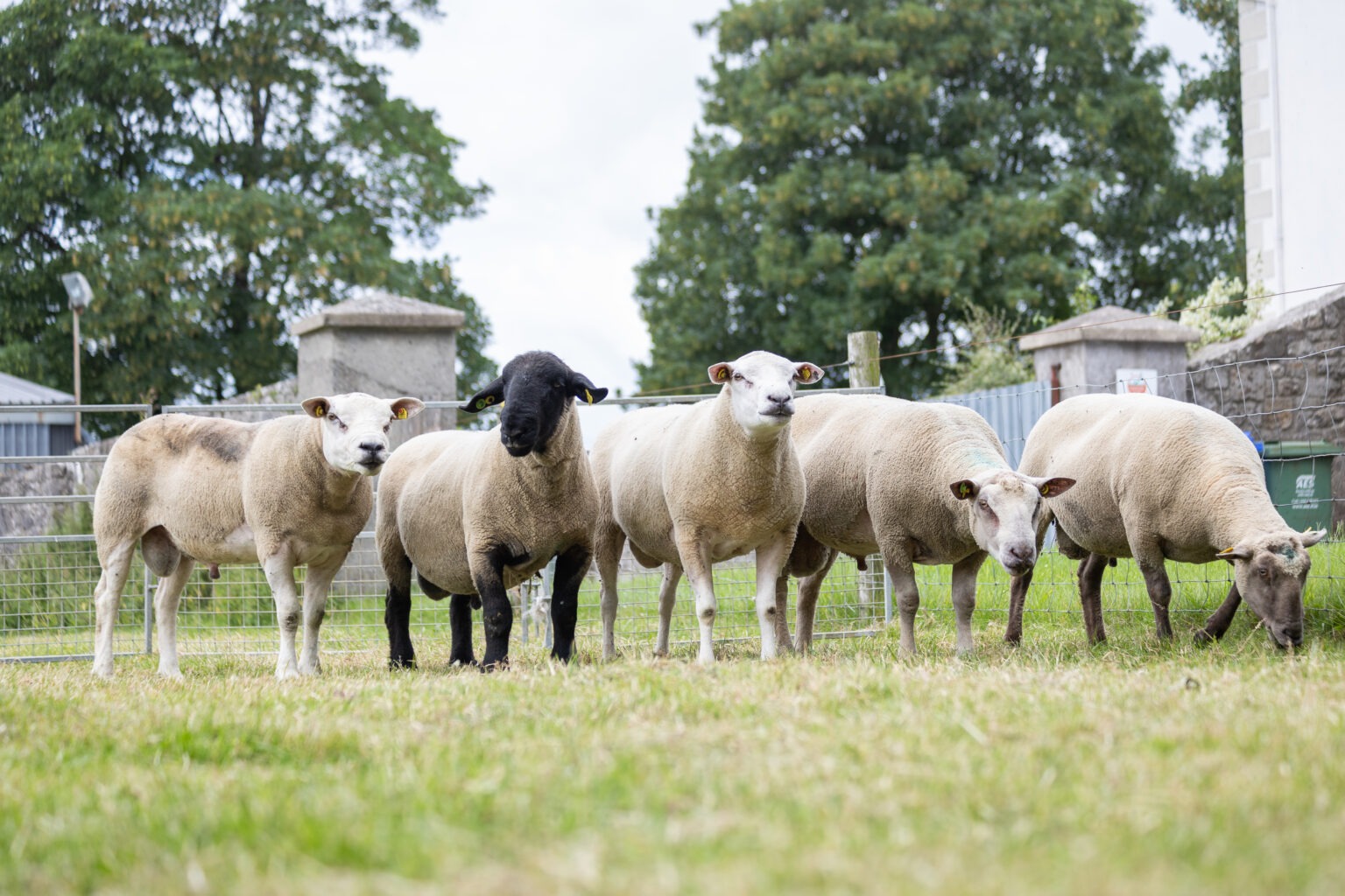 CPT Ram Sale 2025 is now Live - Sheep Ireland