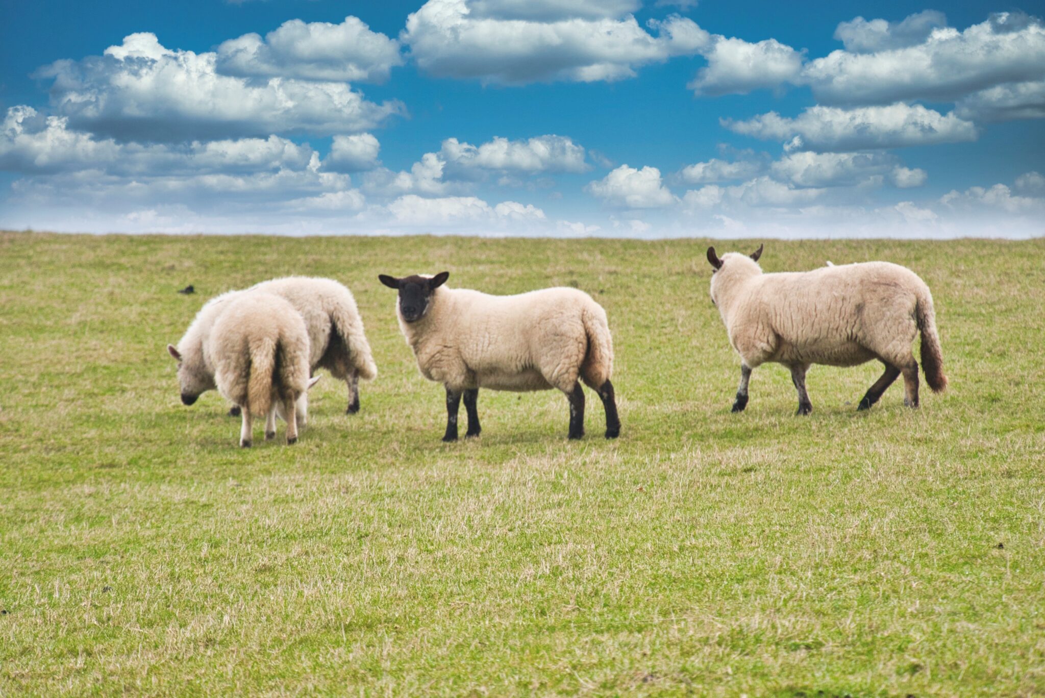 DAFM communication: 2025 National Sheep Census Deadline - Sheep Ireland