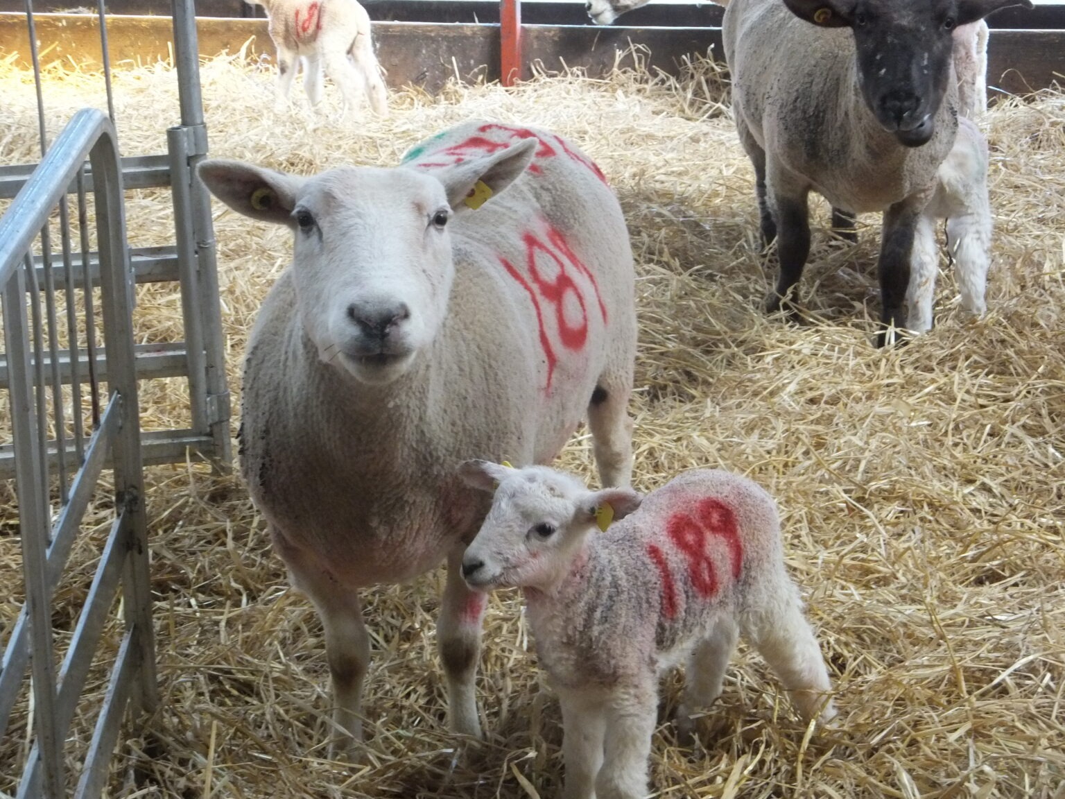 Recording Lambing Events & Lambs Information Online - Sheep Ireland