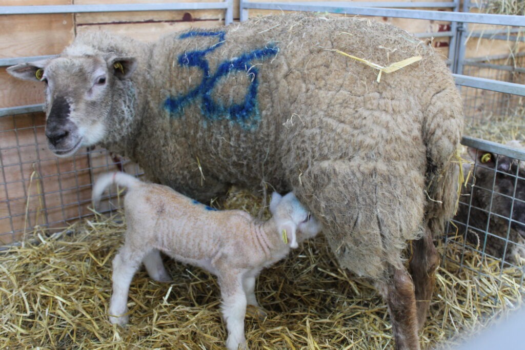 How to score Mothering-ability and Ewe Milk ? - Sheep Ireland