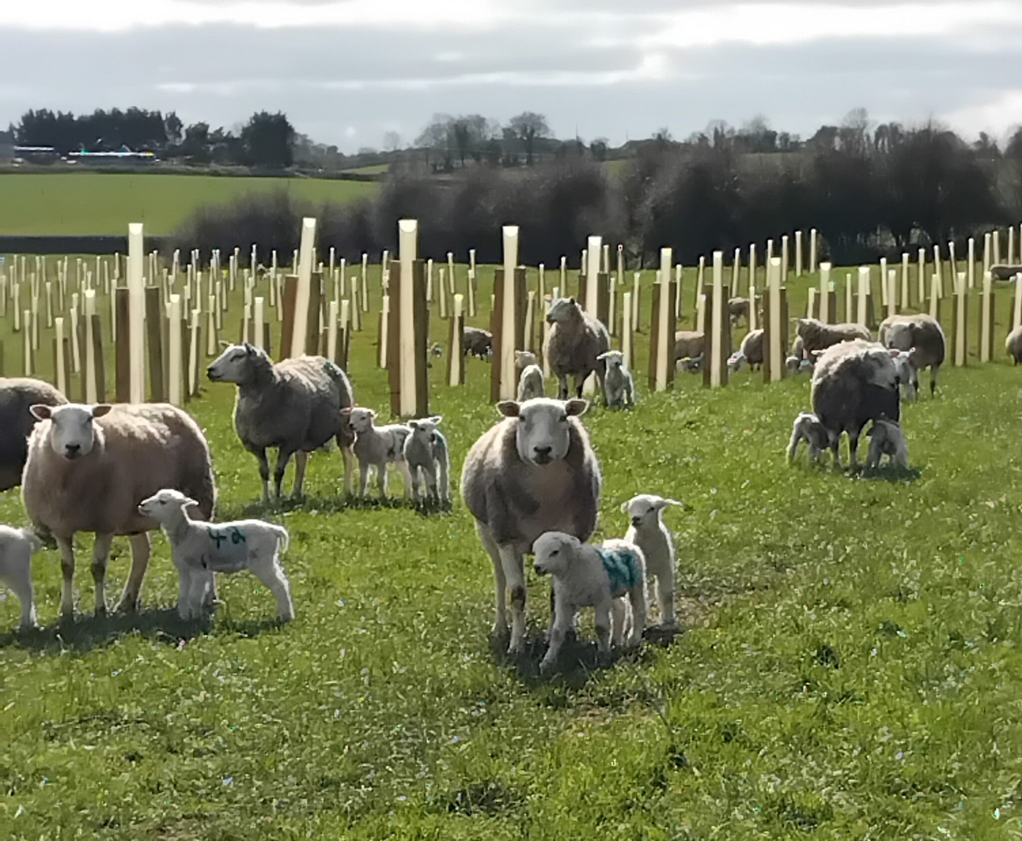 Understanding the importance of Number of Lambs Born (NLB) records ...