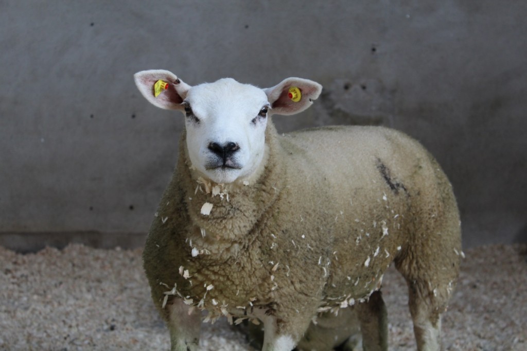 Use Your Inbreeding Checker this Breeding Season! - Sheep Ireland